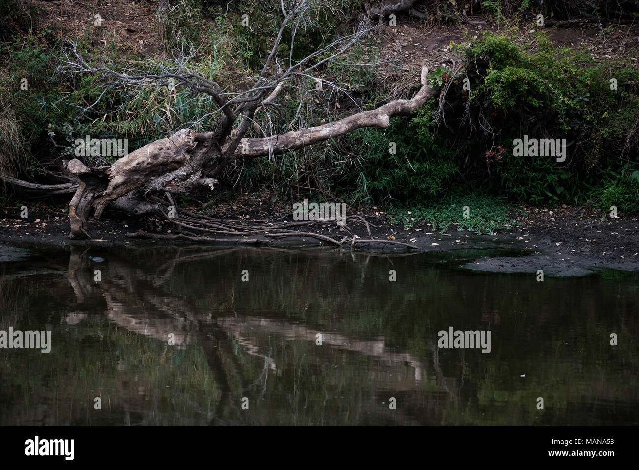 Dead log on the riverbank being reflected in the water Stock Photo - Alamy
