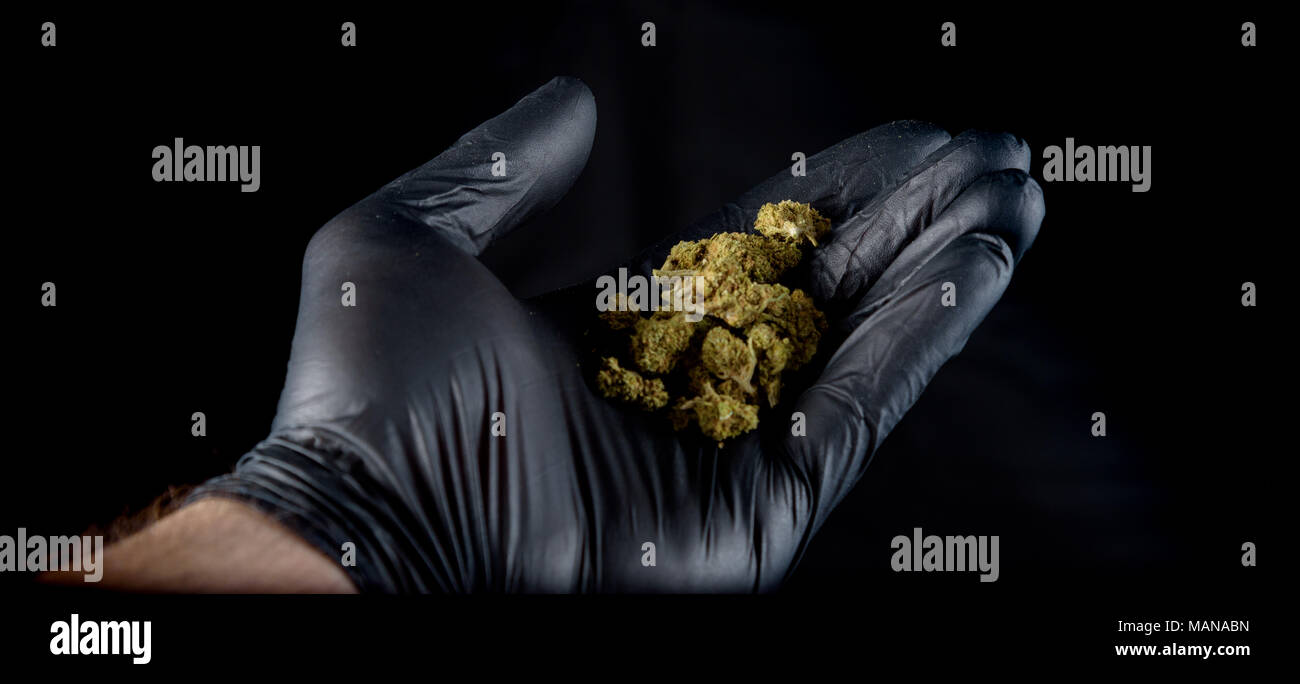A hand with a black latex glove holding a handful of fresh nugs.. Black ...