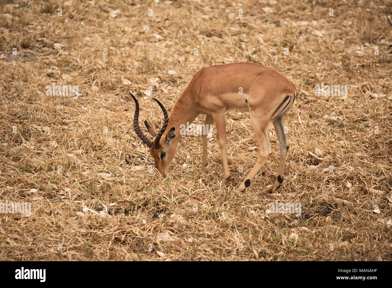 Ram feeder hi-res stock photography and images - Alamy