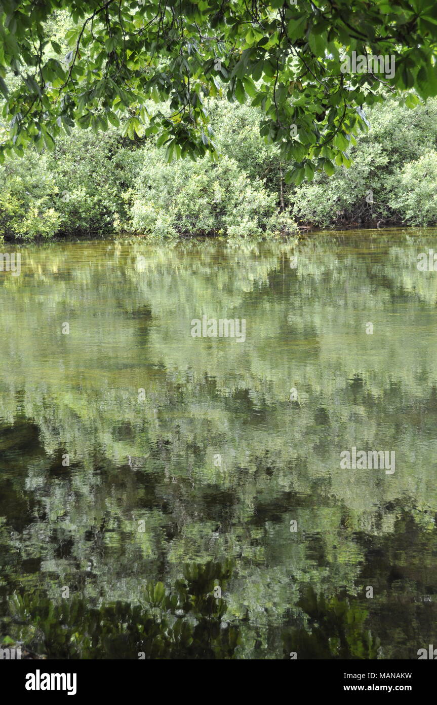 river cong, cong, co. mayo, ireland Stock Photo - Alamy