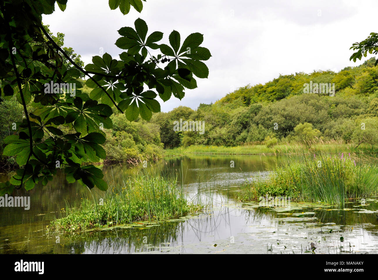 river cong, cong, co. mayo, ireland Stock Photo - Alamy
