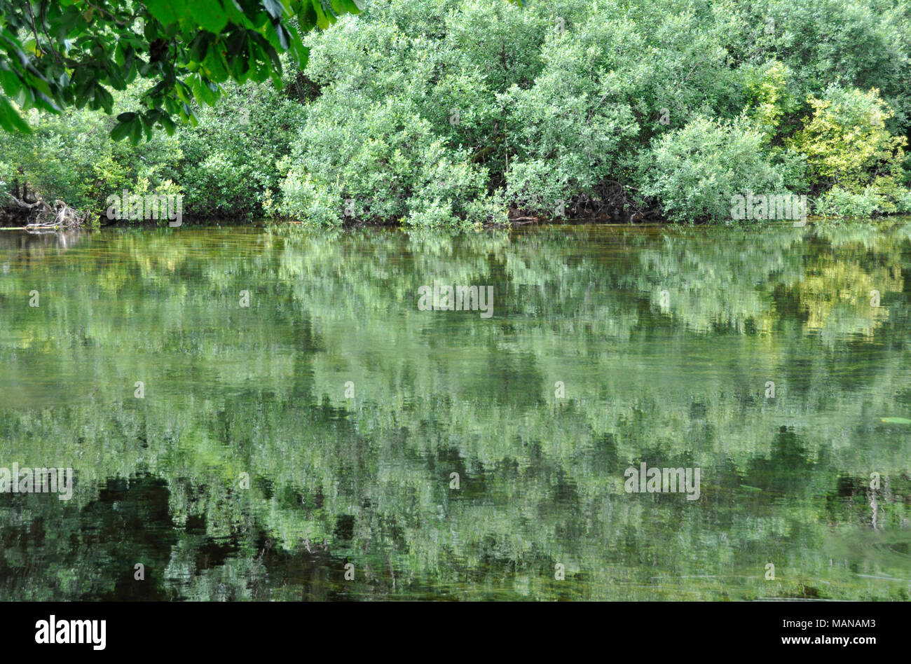 river cong, cong, co. mayo, ireland Stock Photo - Alamy