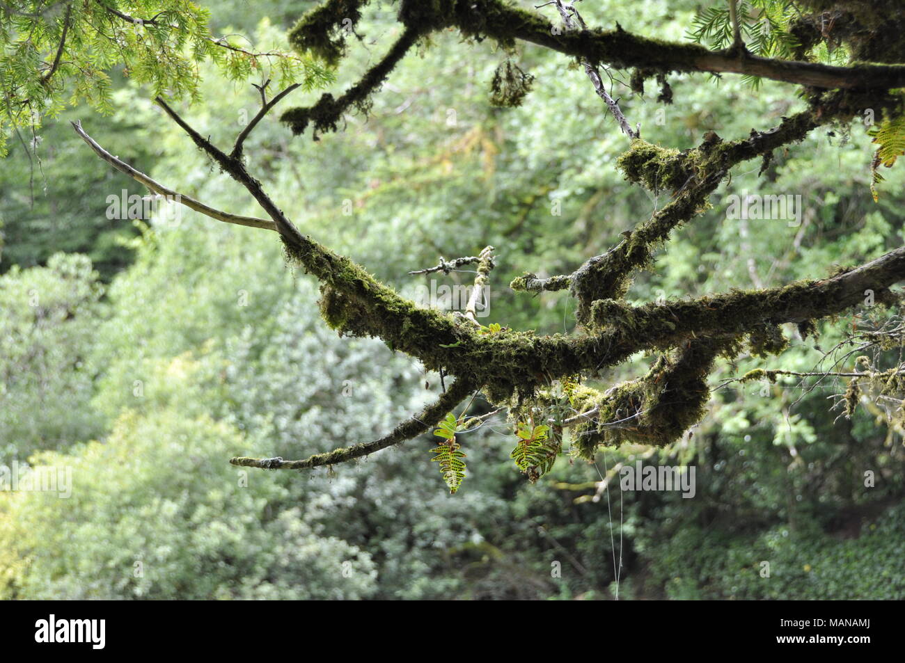 moss-covered tree branches Stock Photo - Alamy