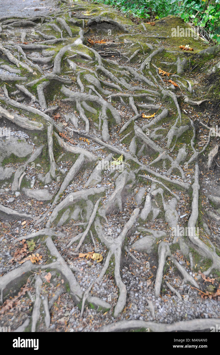 Network roots hi-res stock photography and images - Alamy