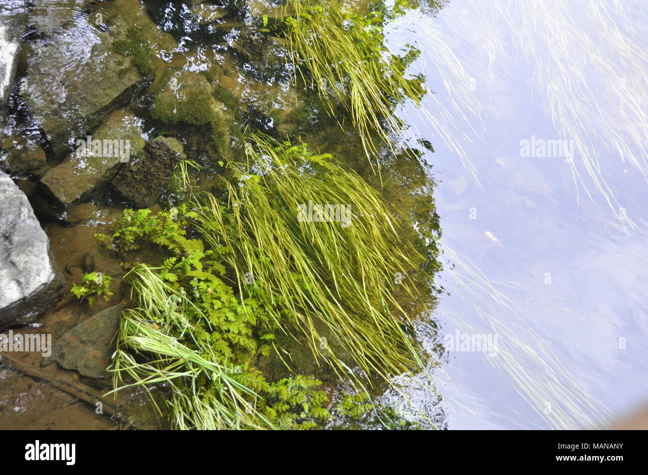 river cong, cong, co. mayo, ireland Stock Photo - Alamy
