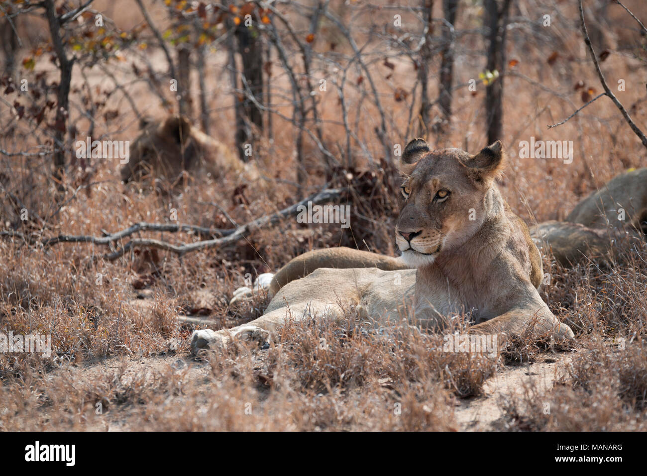 Pride of lions resting during the heat of the day Stock Photo - Alamy