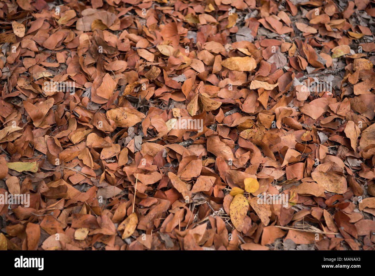 Colophospermum mopane hi-res stock photography and images - Alamy