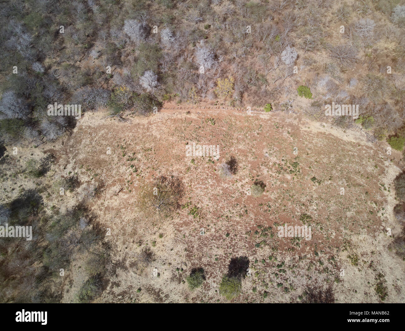 Tropical dry forest hi-res stock photography and images - Alamy