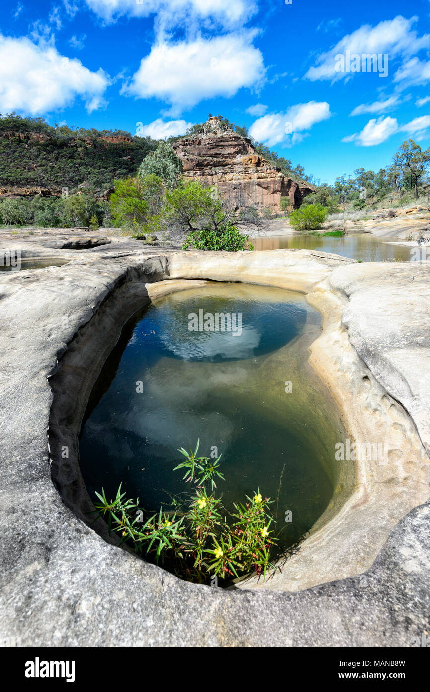 Rock pool and yellow wildflowers at Porcupine Gorge National Park, with ...