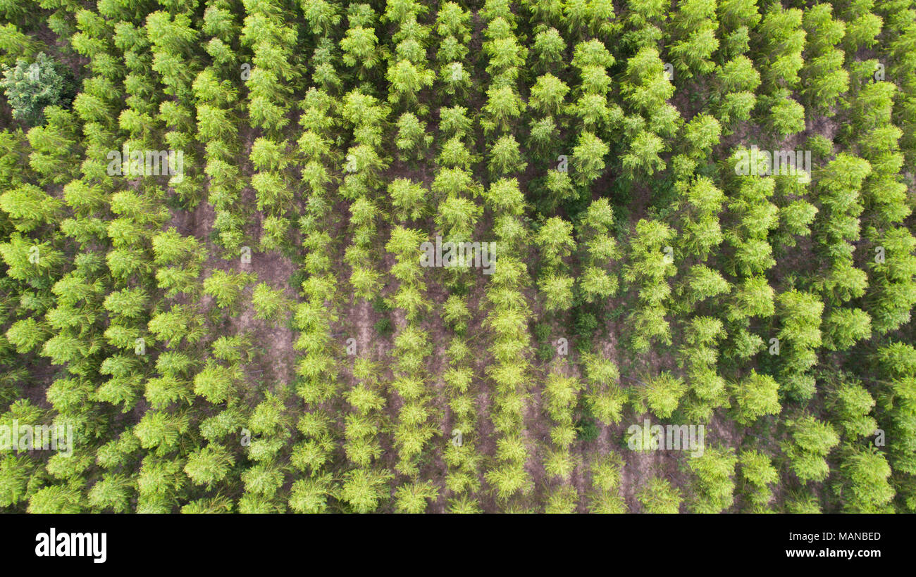 Aerial view of green tree forest Stock Photo - Alamy