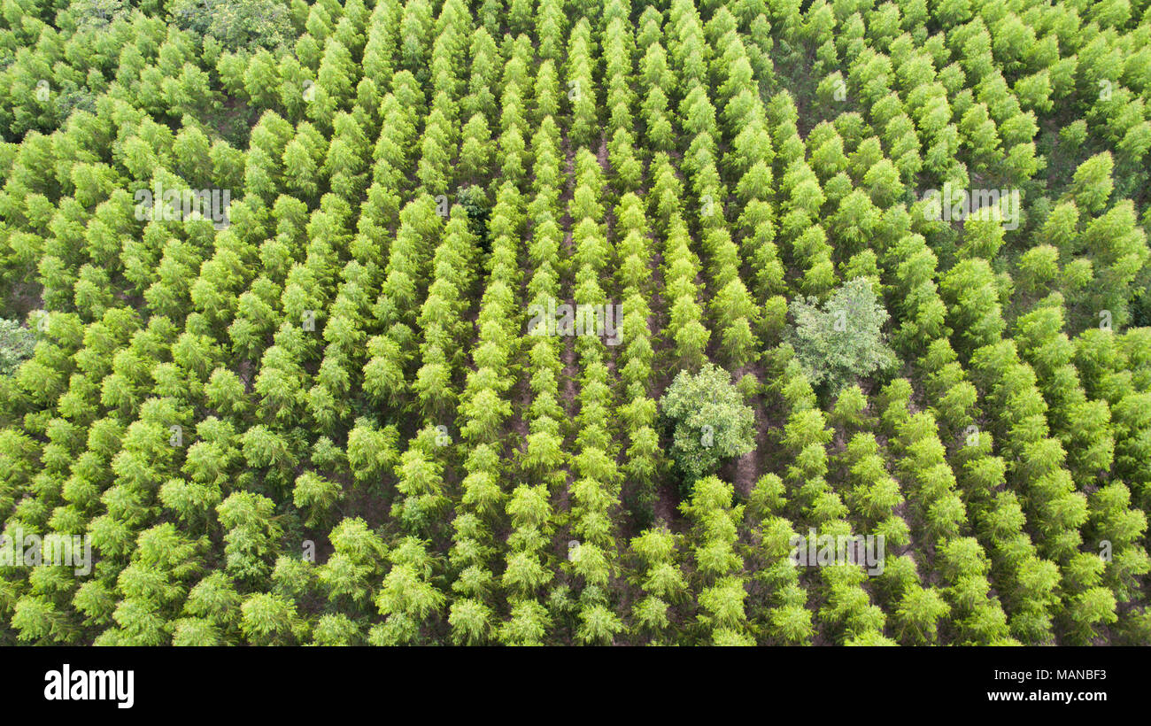 Aerial view of green tree forest Stock Photo - Alamy