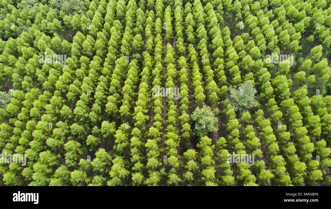 Aerial view of green tree forest Stock Photo - Alamy