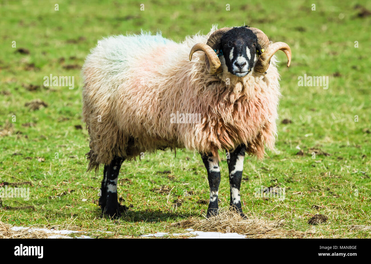 England Uk Ram With Curly Horns High Resolution Stock Photography and Images - Alamy
