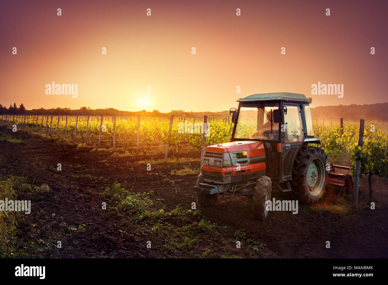 Vines on the field and a red tractor at sunset Stock Photo - Alamy