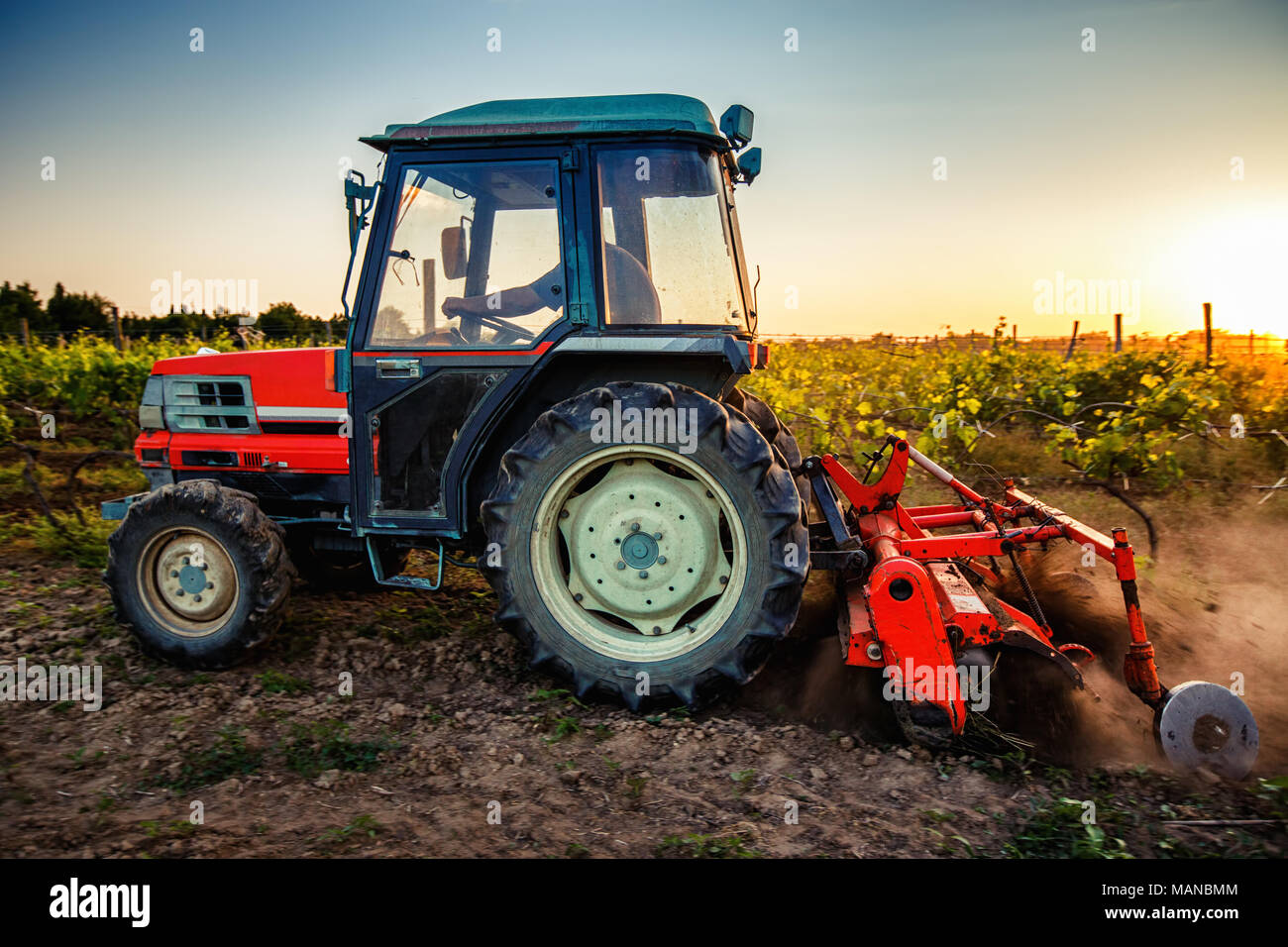 Vines on the field and a red tractor at sunset Stock Photo - Alamy