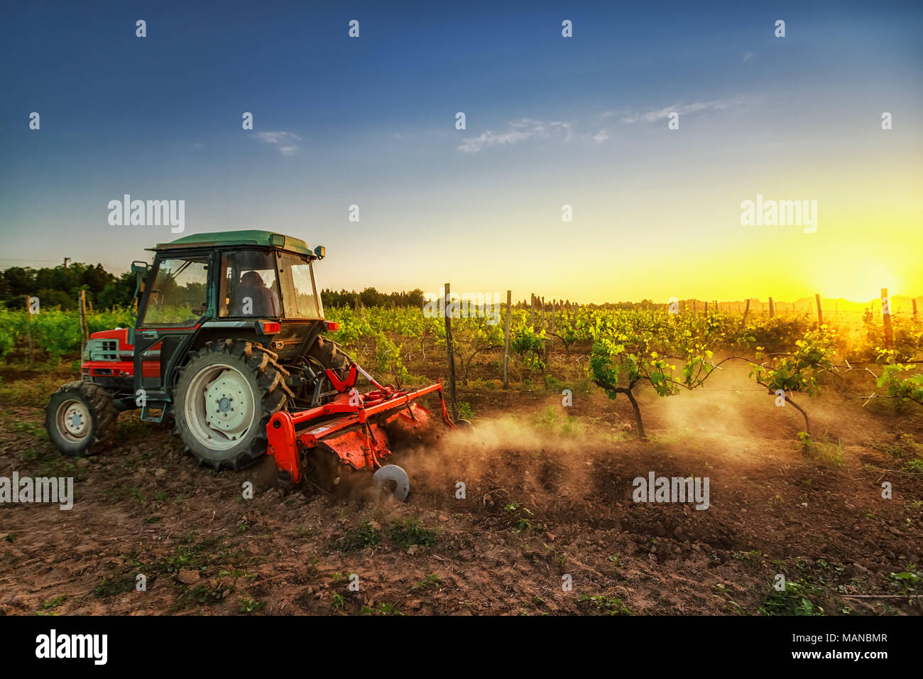 Vines on the field and a red tractor at sunset Stock Photo - Alamy