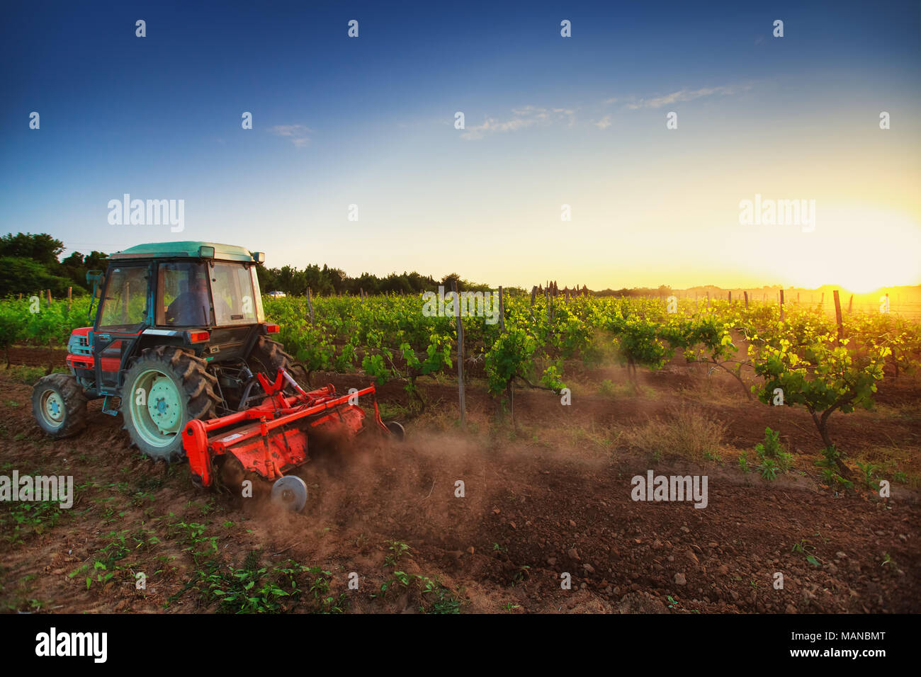 Vines on the field and a red tractor at sunset Stock Photo - Alamy