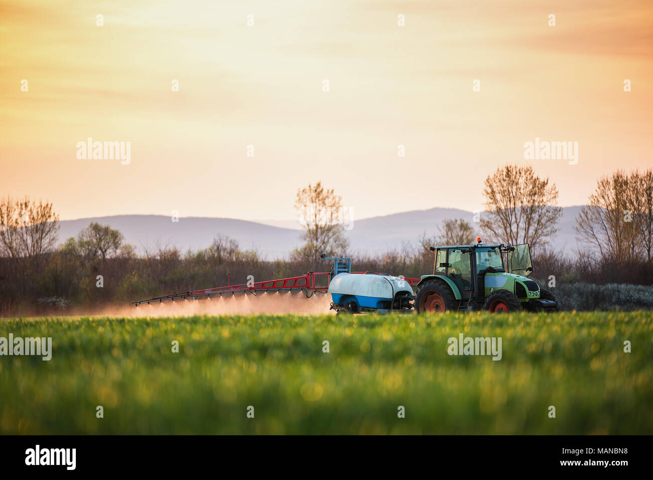 Tractor spraying wheat field with sprayer, sunsetshot Stock Photo - Alamy