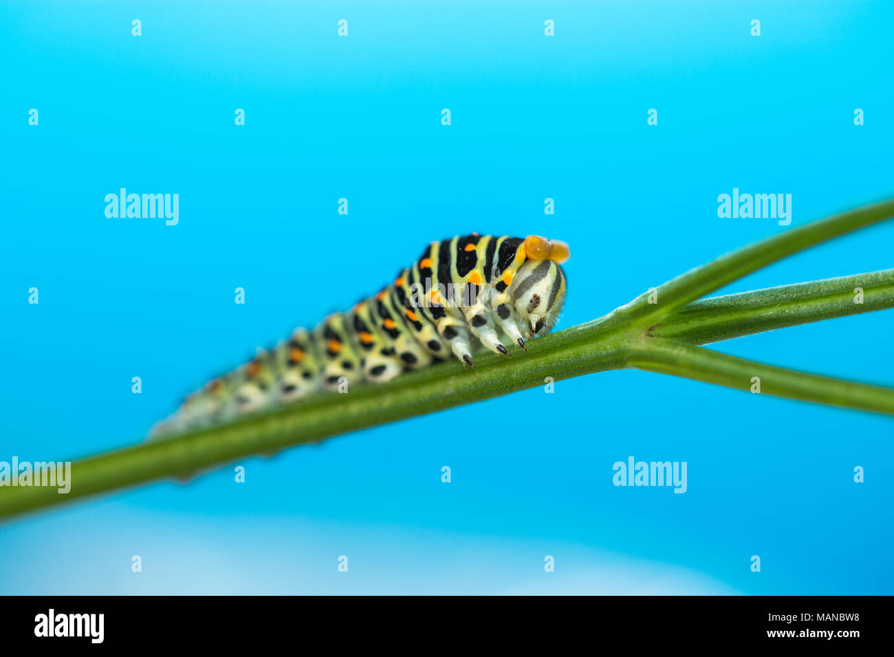 Beautiful green caterpillar creeps on a green leaf isolated over blue ...