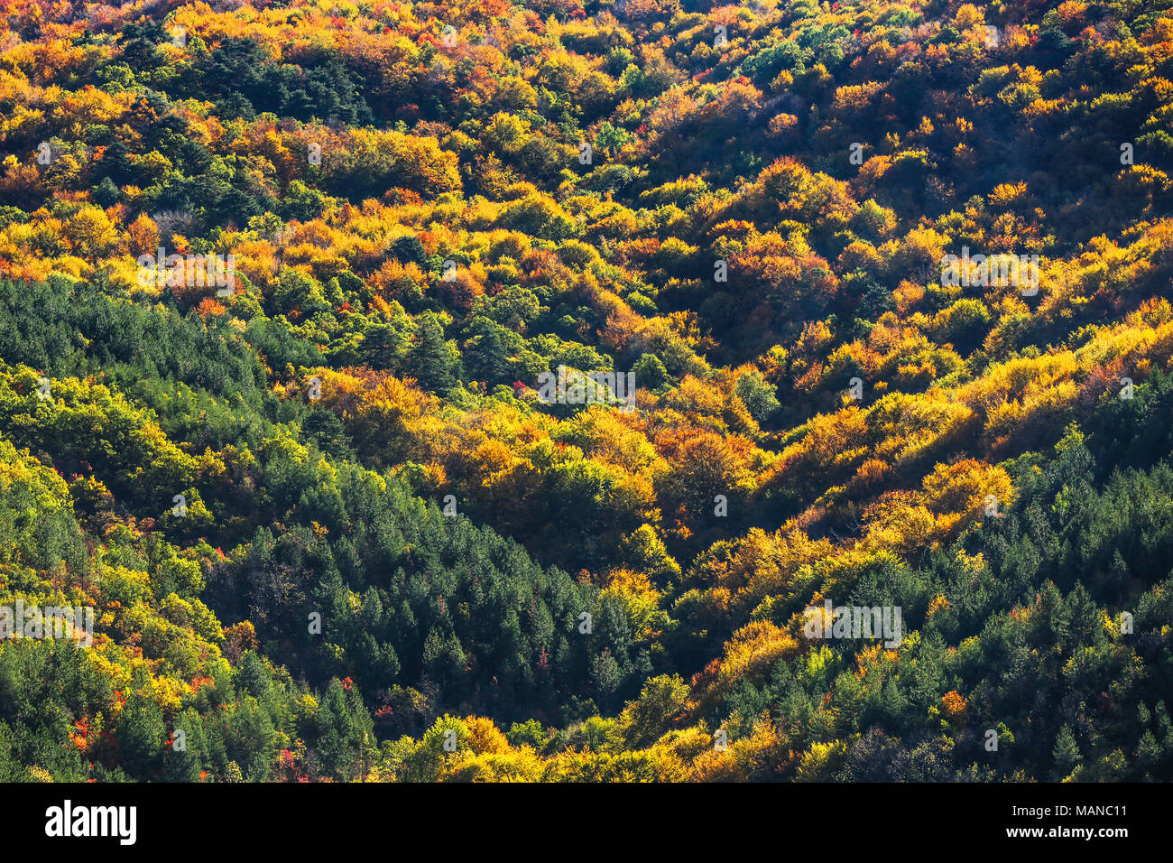 Colorful forest background, autumn view Stock Photo - Alamy