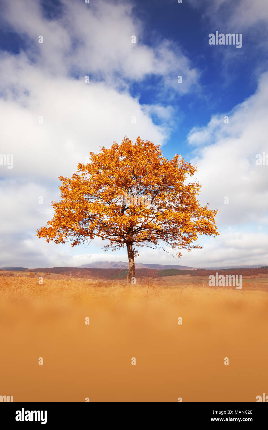 Lonely beautiful autumn tree Stock Photo - Alamy