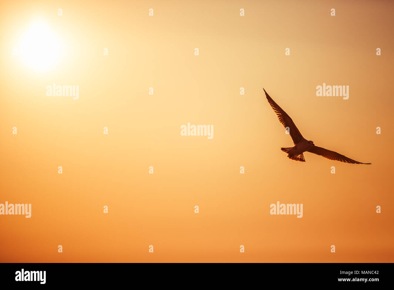 Abstract nature flying bird hi-res stock photography and images - Alamy