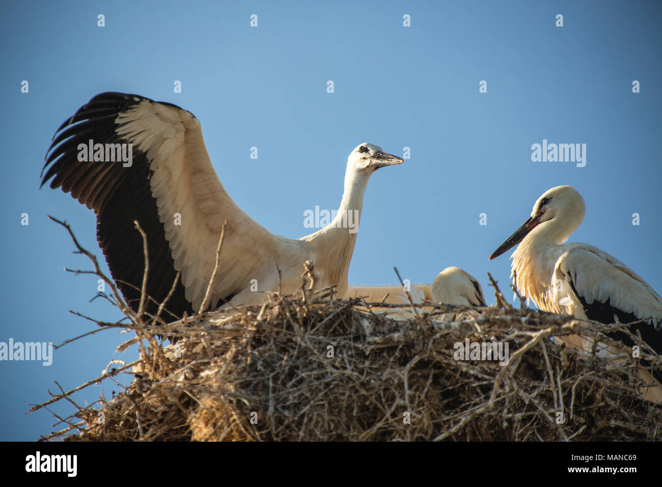 Storks searching for food hi-res stock photography and images - Alamy