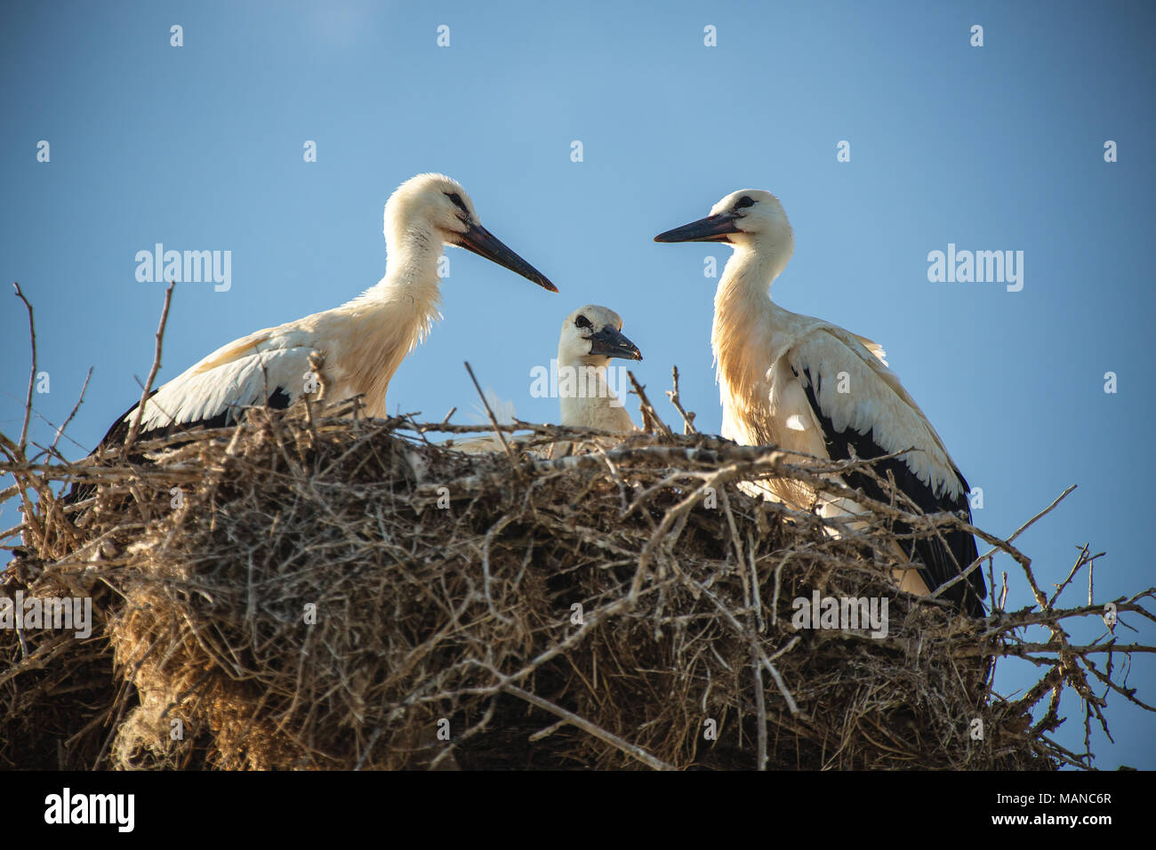 Black stork babies hi-res stock photography and images - Alamy
