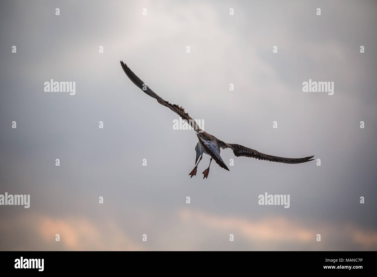 Flying seagull over the blue sea on sunrise Stock Photo - Alamy