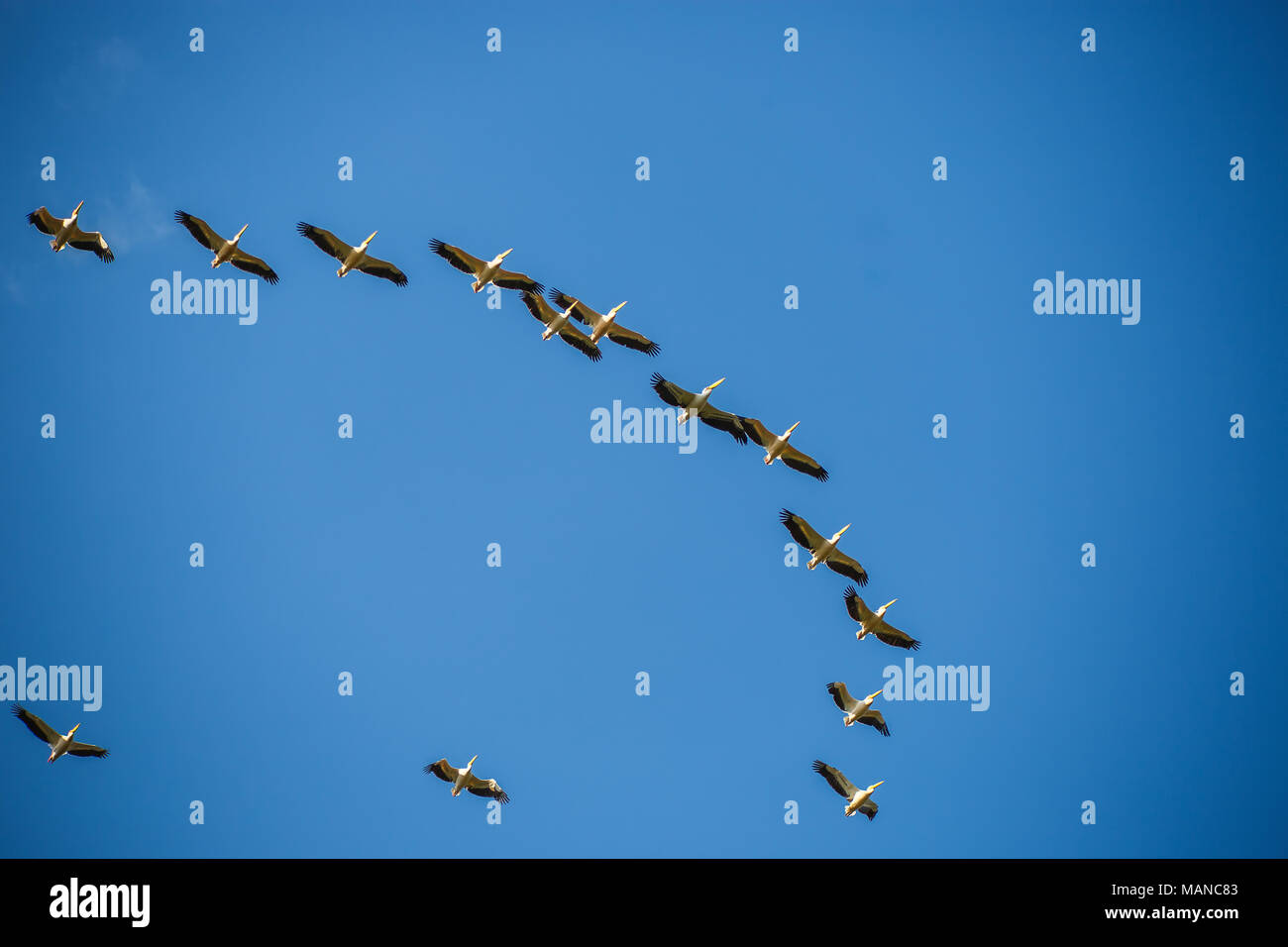 Abstract nature flying bird hi-res stock photography and images - Alamy