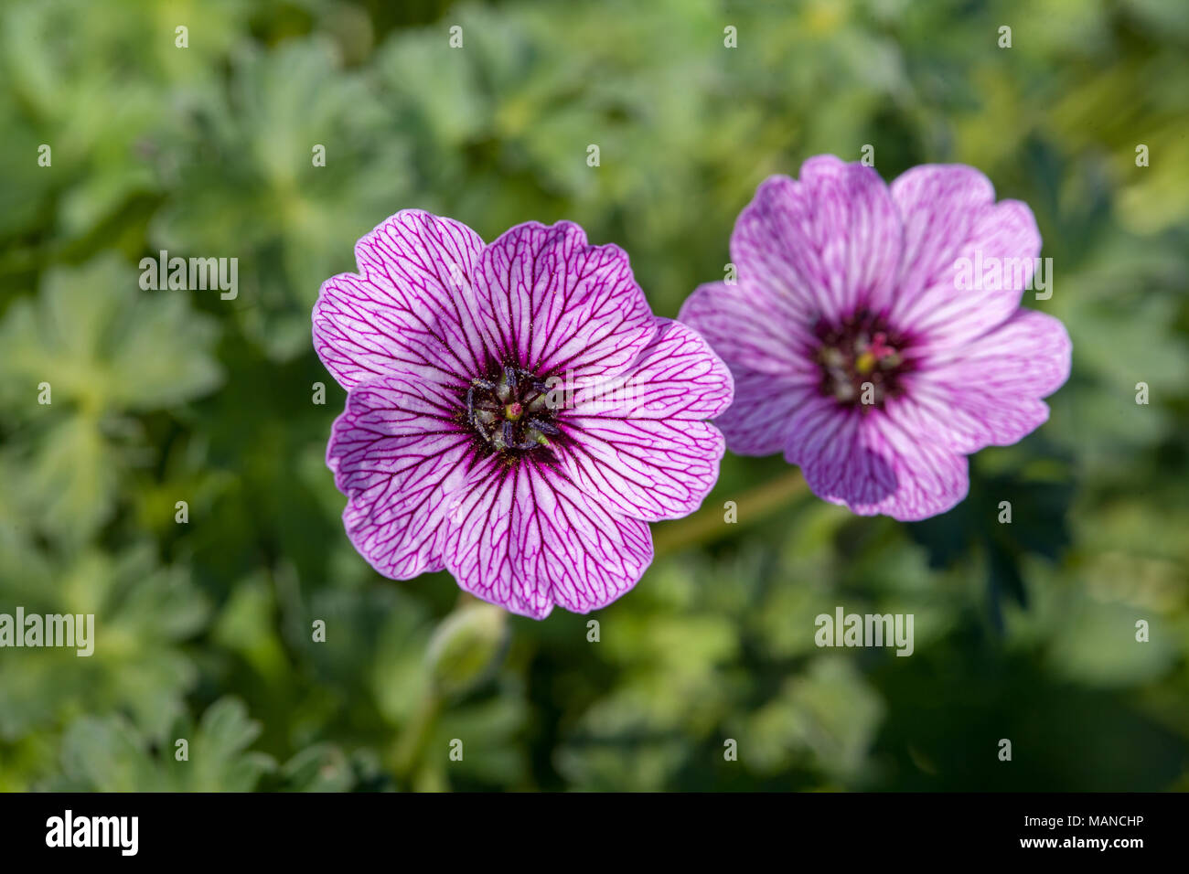 'Ballerina' Ashy cranesbill, Jordnäva (Geranium cinereum x ...