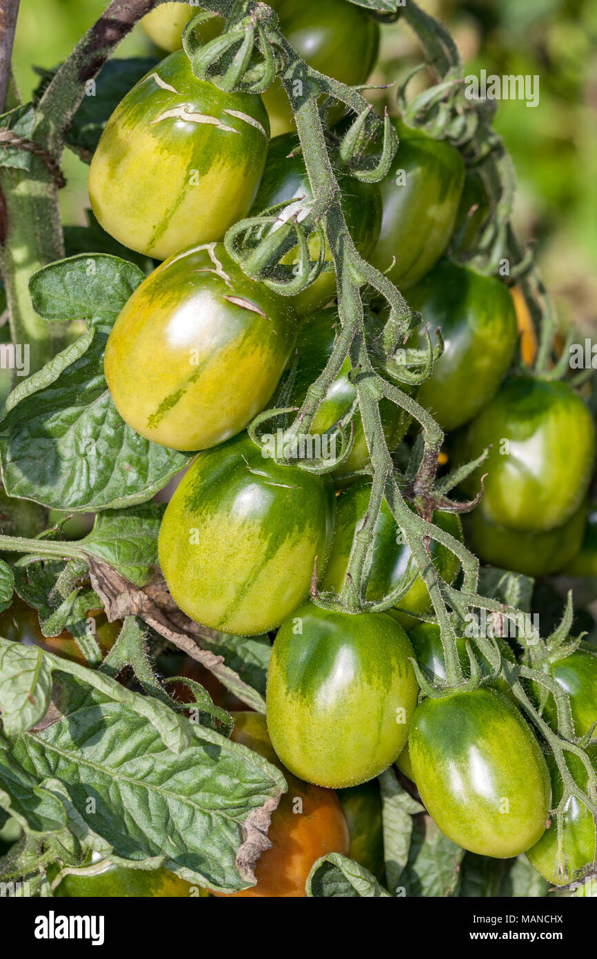 Black Plum Tomato