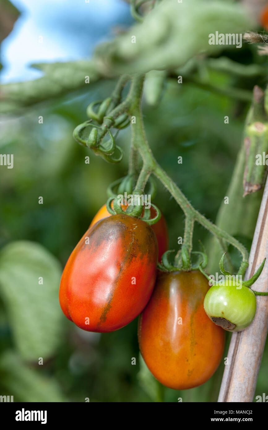 'Black Plum' Tomato, Plommontomat, pastatomat (Solanum lycopersicum var ... 'Black Plum' Tomato, Plommontomat, pastatomat (Solanum lycopersicum var ...