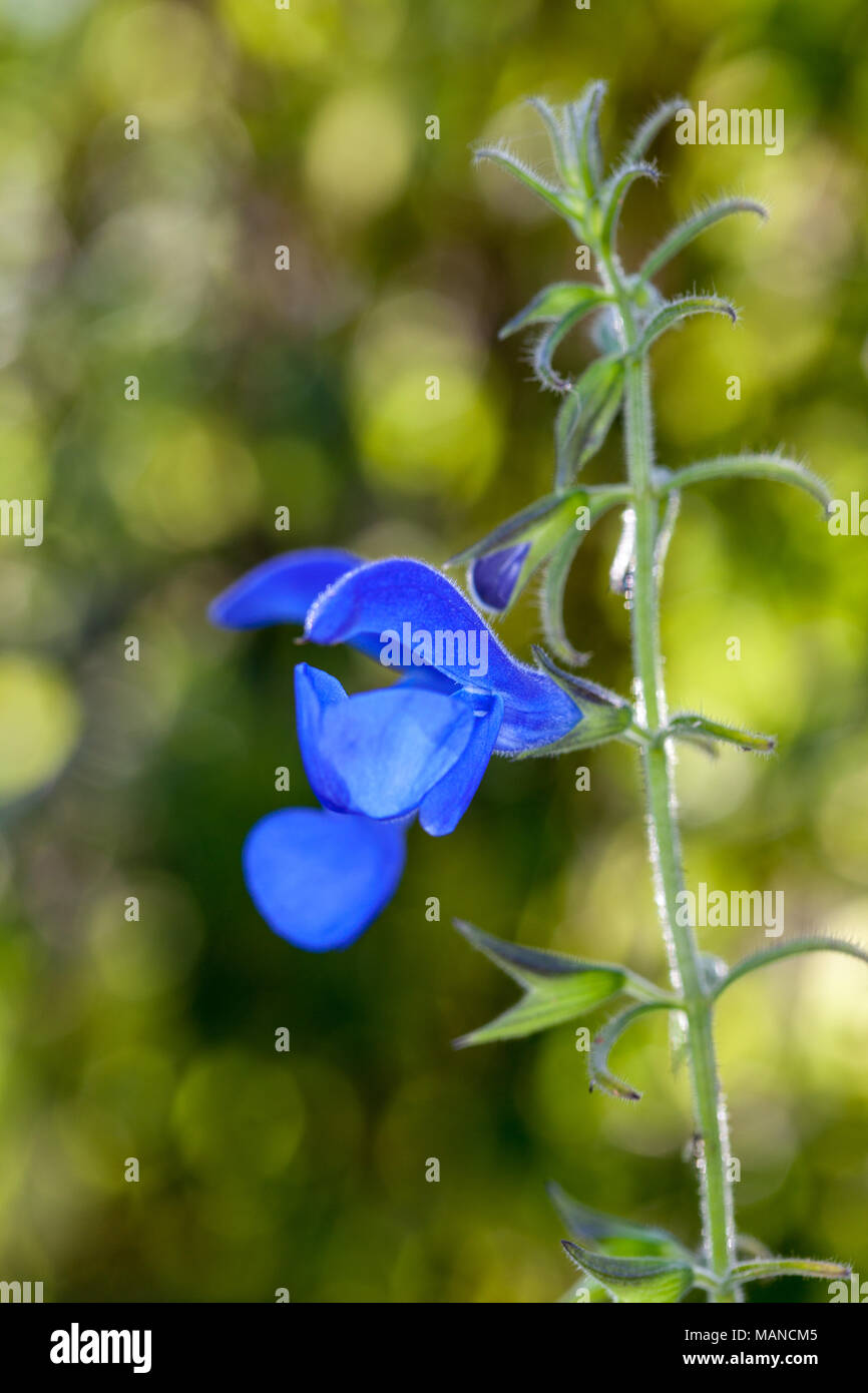 Blasalvia hi-res stock photography and images - Alamy