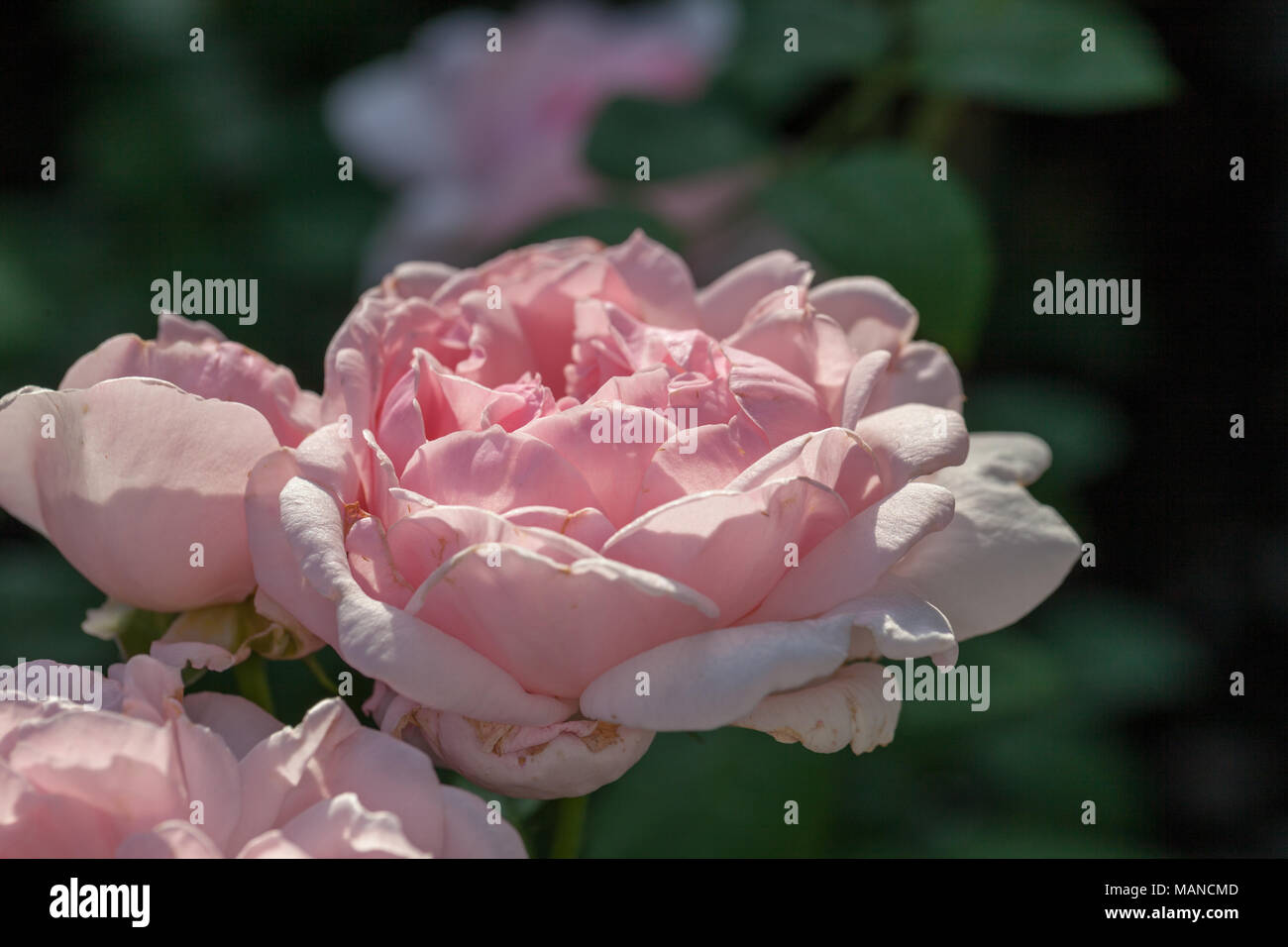 Rose eglantyne hi-res stock photography and images - Alamy