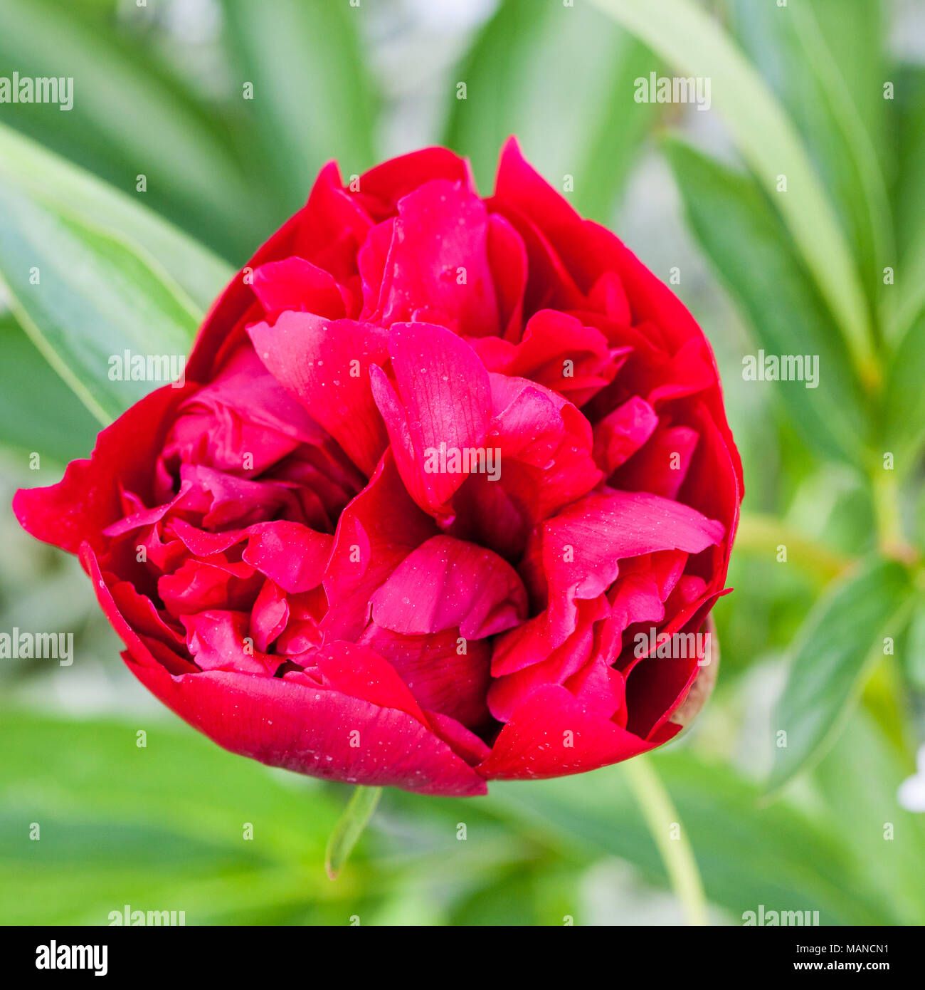 Cultivar rubra hi-res stock photography and images - Alamy