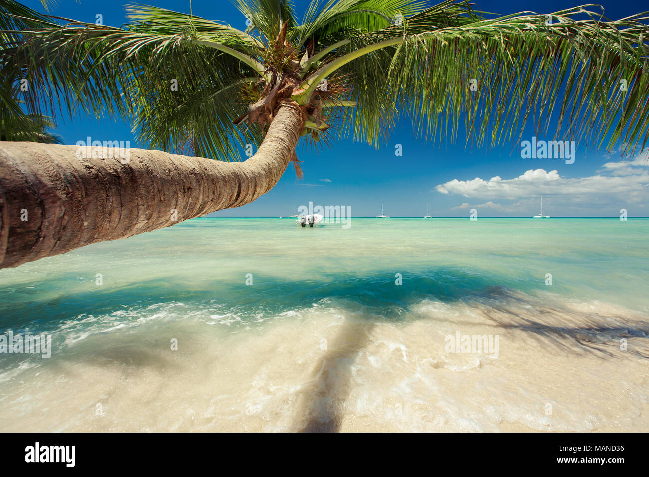 Palm tree over water hi-res stock photography and images - Alamy