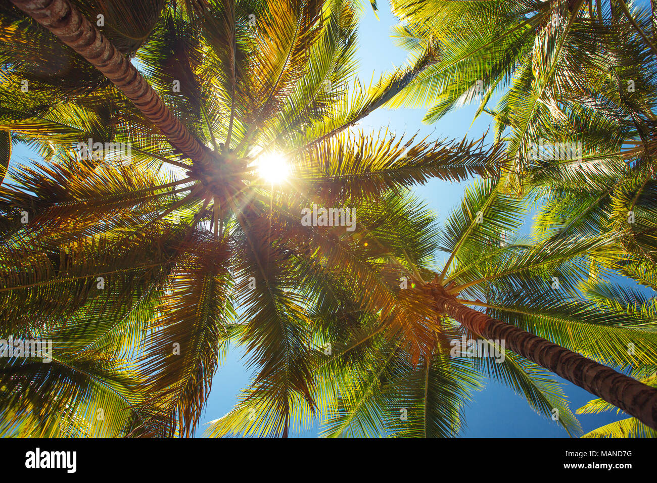 Palm tree vector hi-res stock photography and images - Alamy