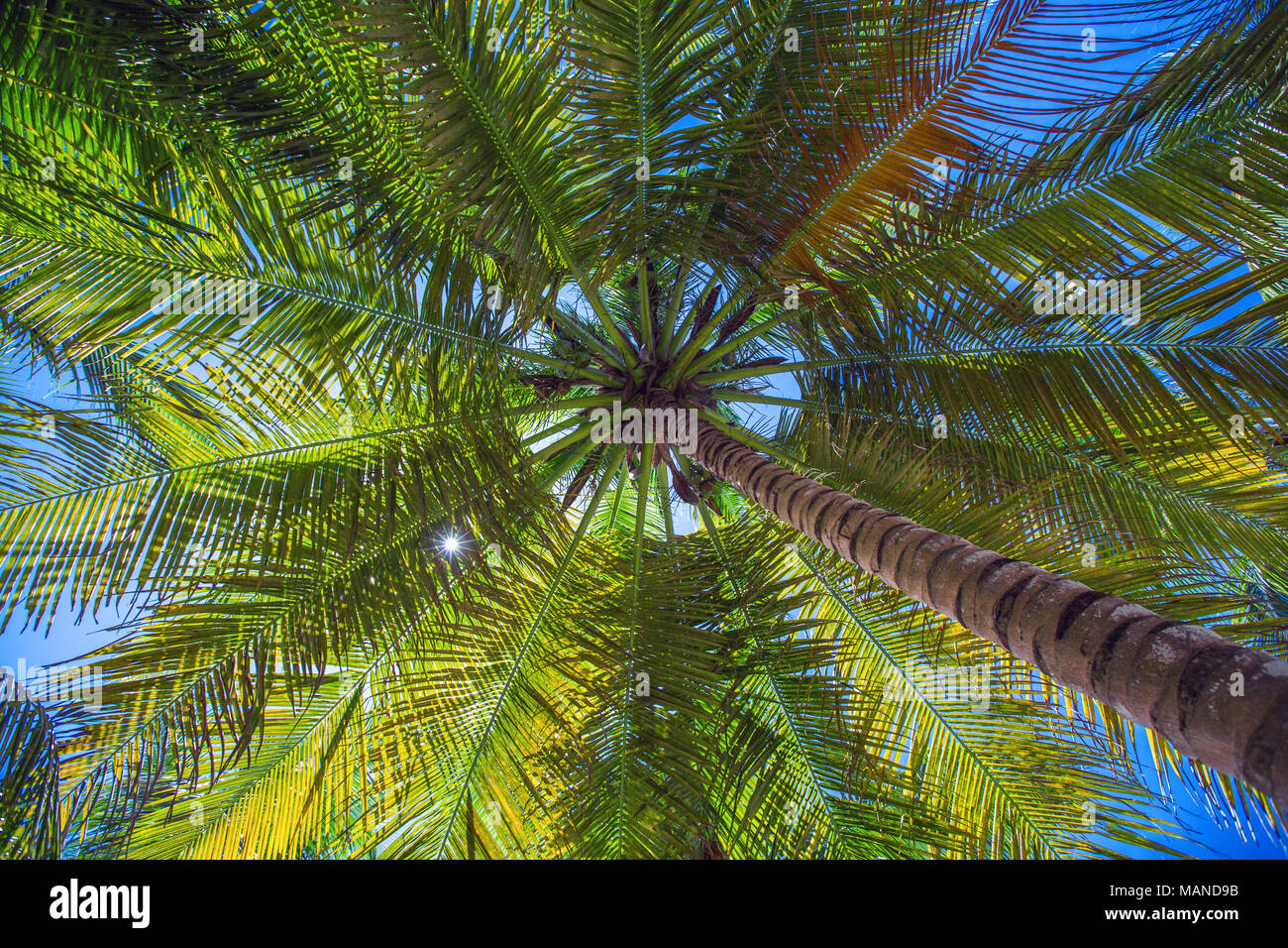 Coconut tree vector hi-res stock photography and images - Alamy