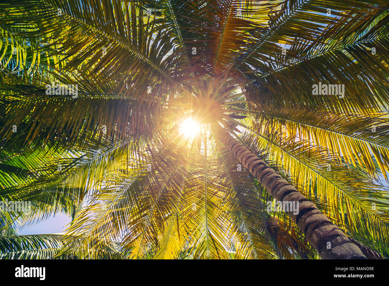 Coconuts palm tree perspective view from floor high up Stock Photo - Alamy