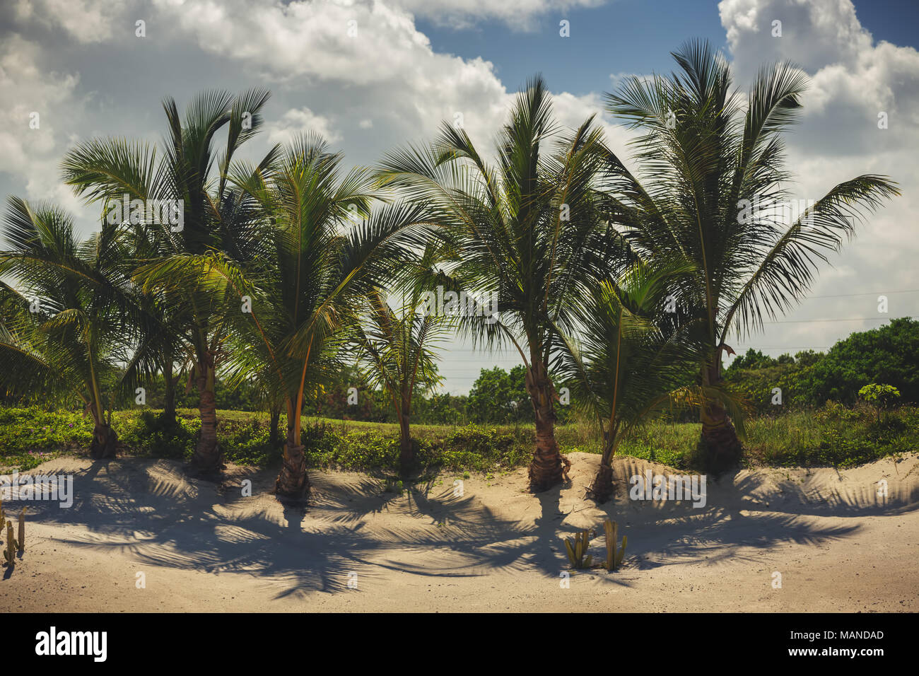 Sand trap and cluster of palm trees on golf course Stock Photo - Alamy