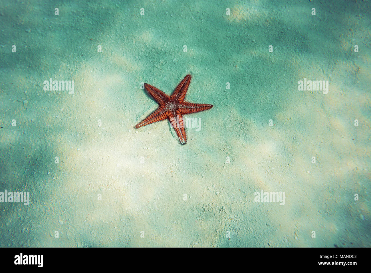Starfish in blue water with light reflection Stock Photo - Alamy