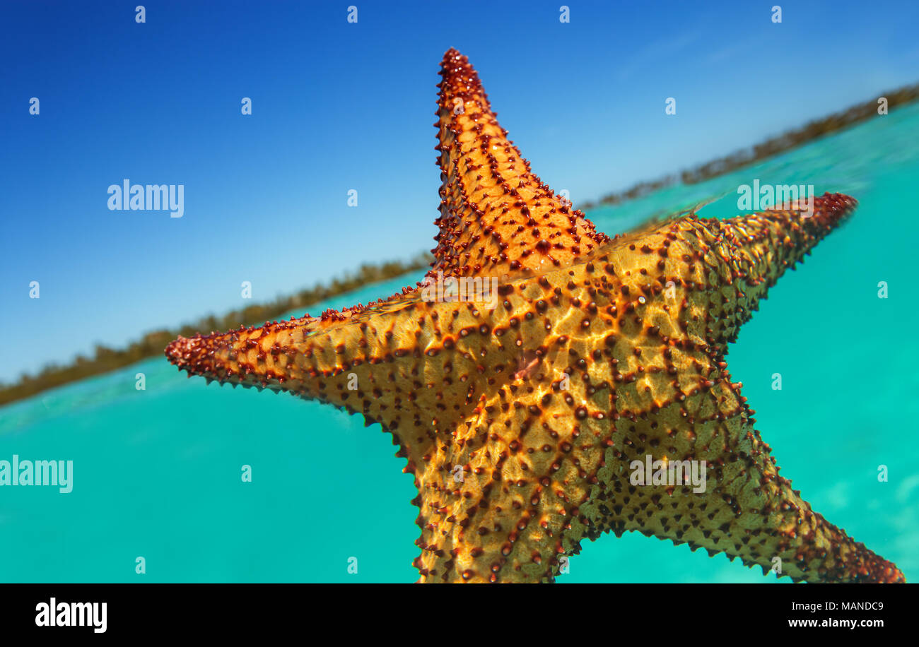 Coral fish starfish caribbean hi-res stock photography and images - Alamy
