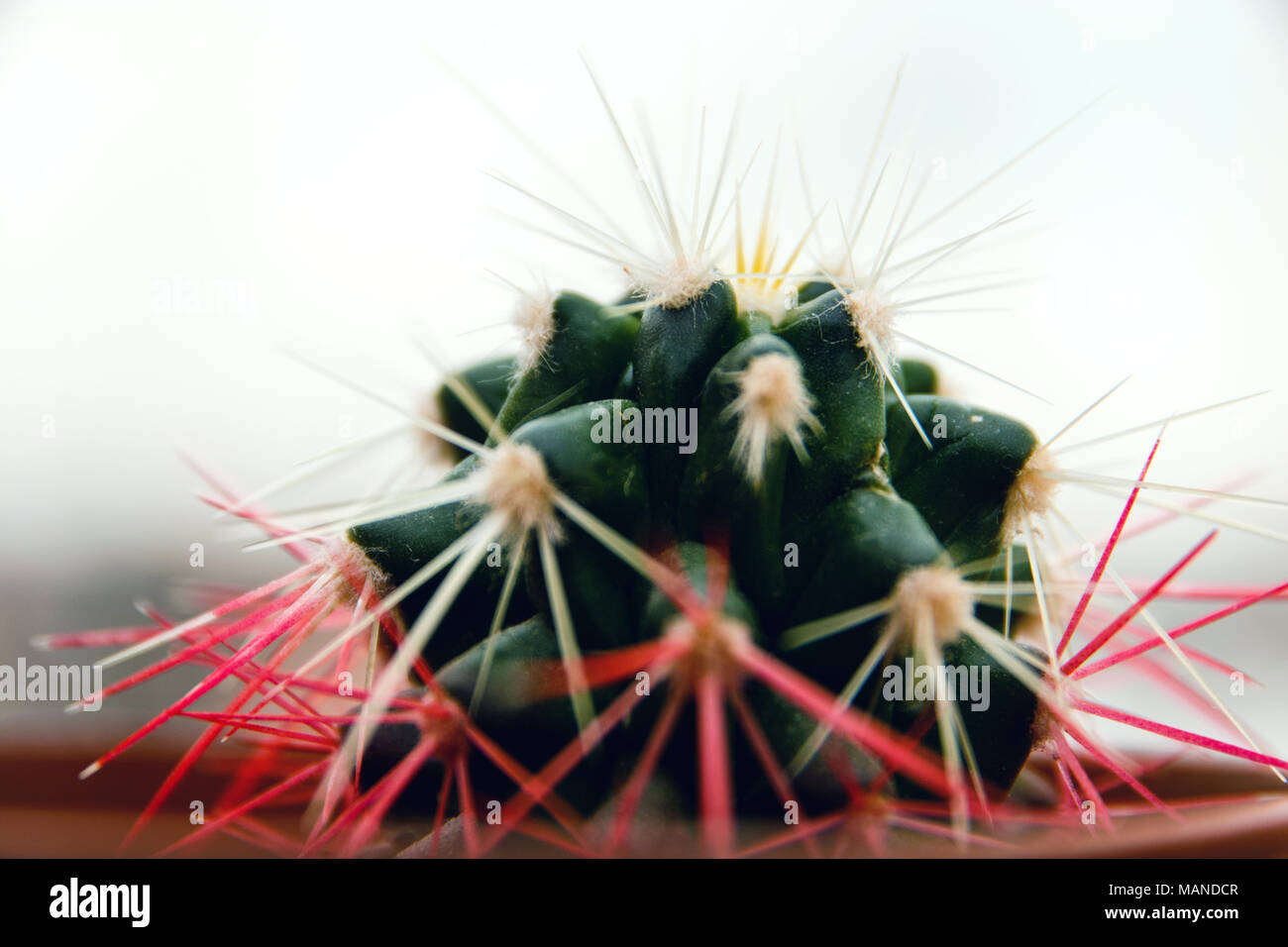 small round cactus in a pot with pink and yellow needle Stock Photo - Alamy