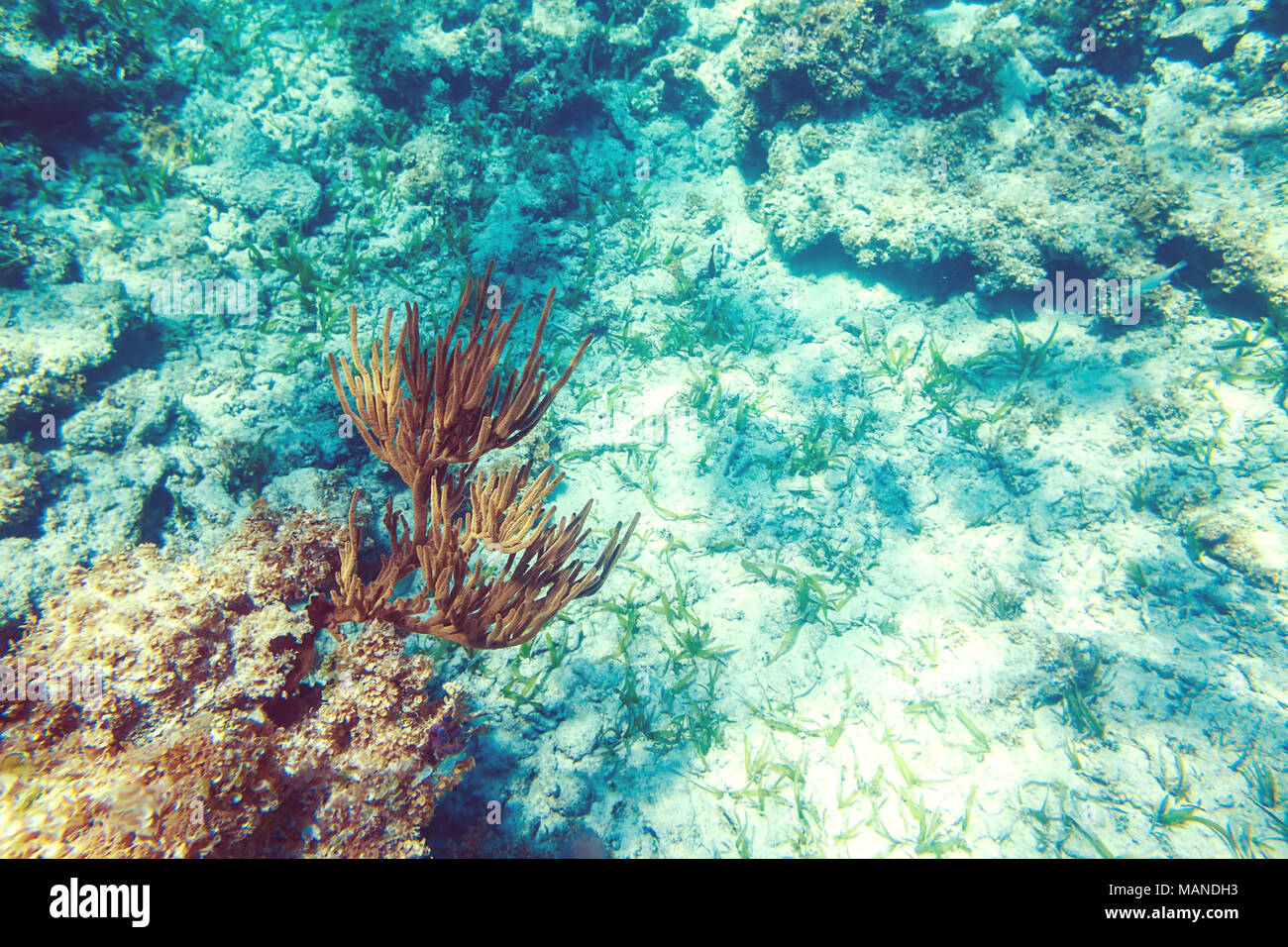 Seabed view, underwater coral reef in Caribbean sea Stock Photo - Alamy