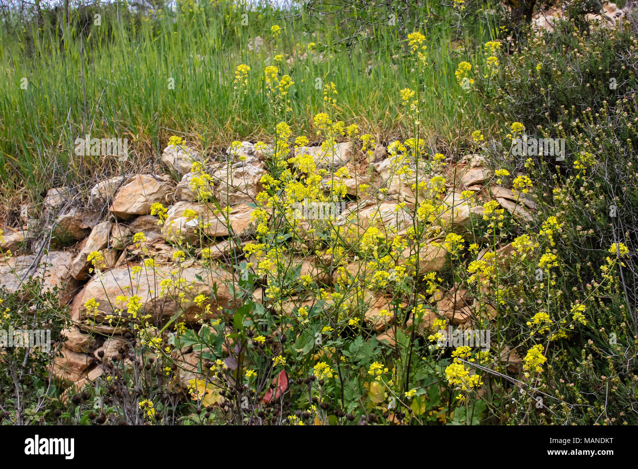 Nature and landscape around Jerusalem in Israel Landscape and nature at ...