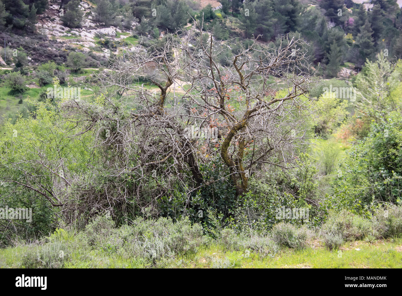 Nature and landscape around Jerusalem in Israel Landscape and nature at ...