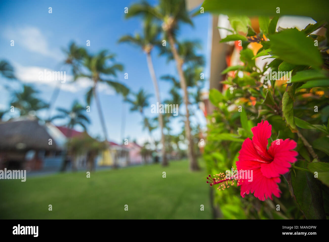 Dominican republic flower plant hi-res stock photography and images - Alamy