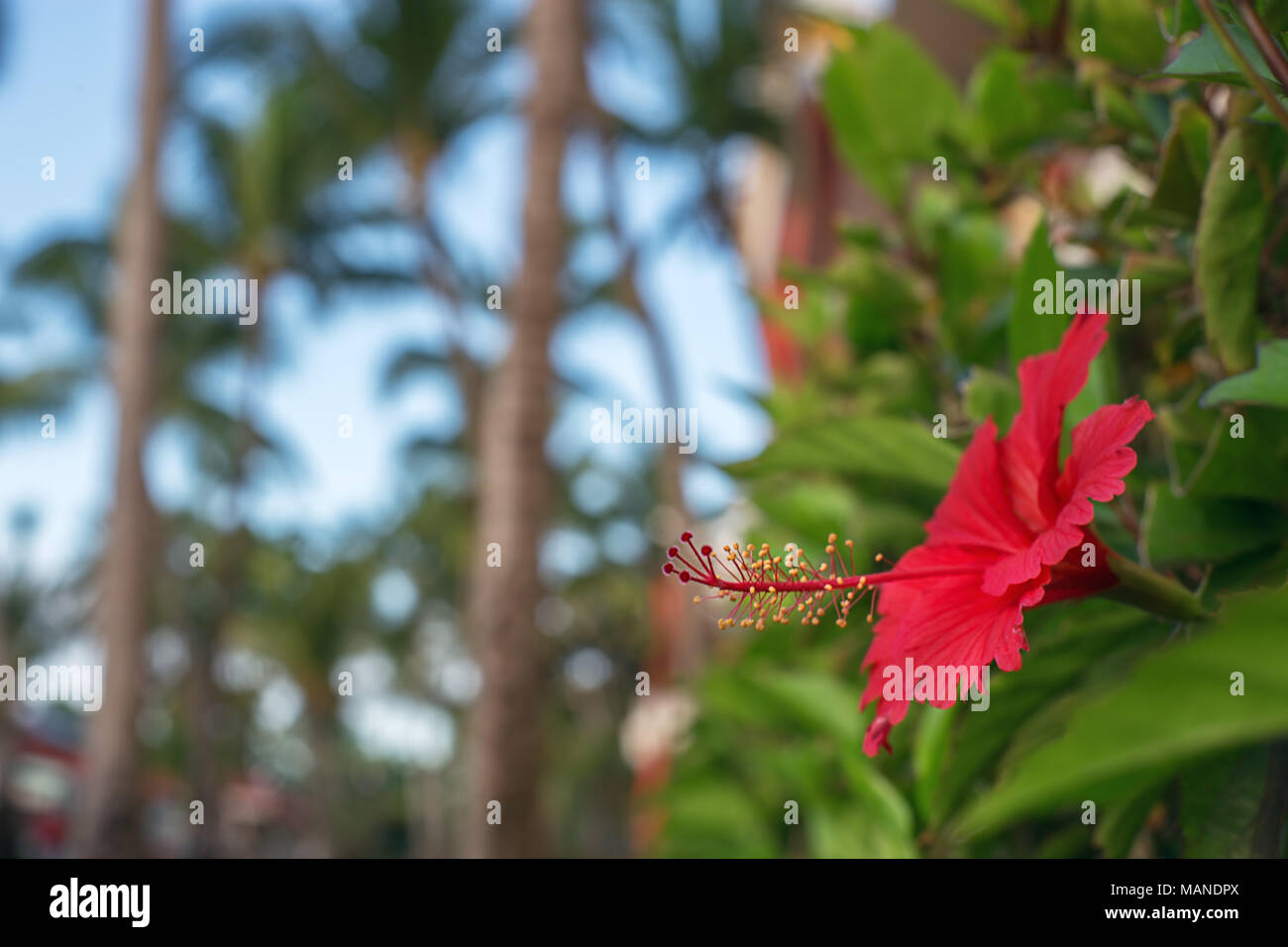 Dominican republic flower plant hi-res stock photography and images - Alamy