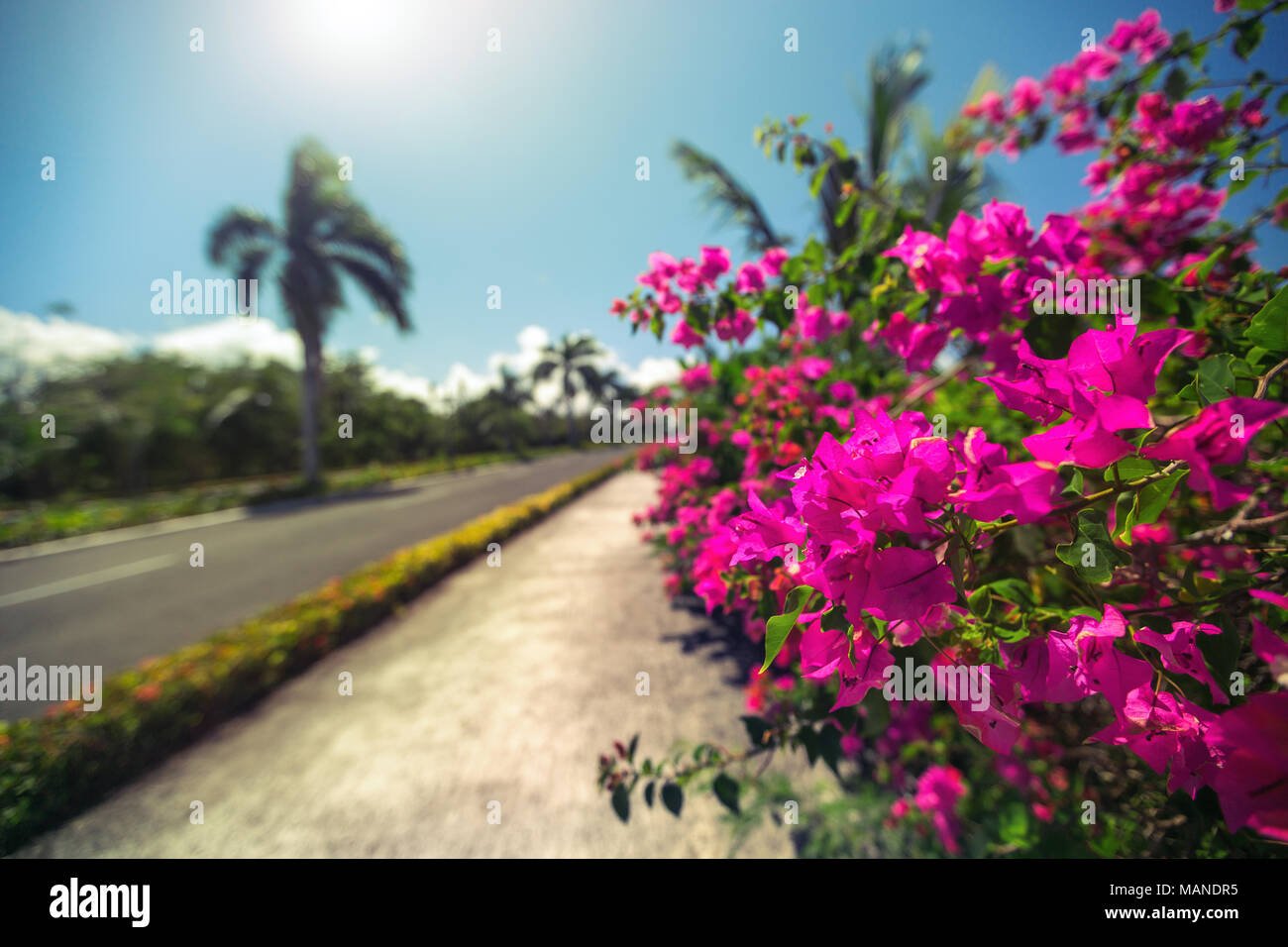 Punta Cana Dominican Republic Flower High Resolution Stock Photography ...